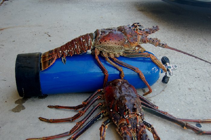 Matt Badolato is The Fishing Guru